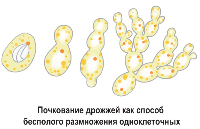 29—2 Способы бесполого размножения одноклеточных эукариот Почкование
