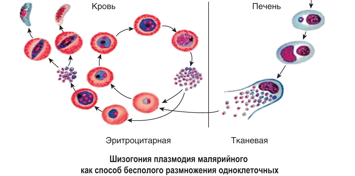 29—2 Способы бесполого размножения одноклеточных эукариот Шизогония