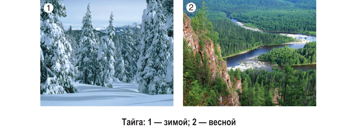 48—2 Биом северных хвойных лесов — тайга Климат