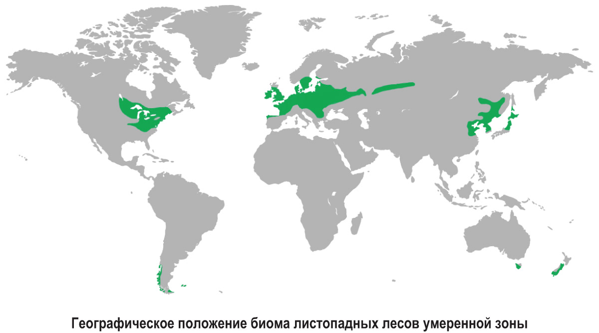48—3 Биом листопадных лесов умеренной зоны Географическое положение